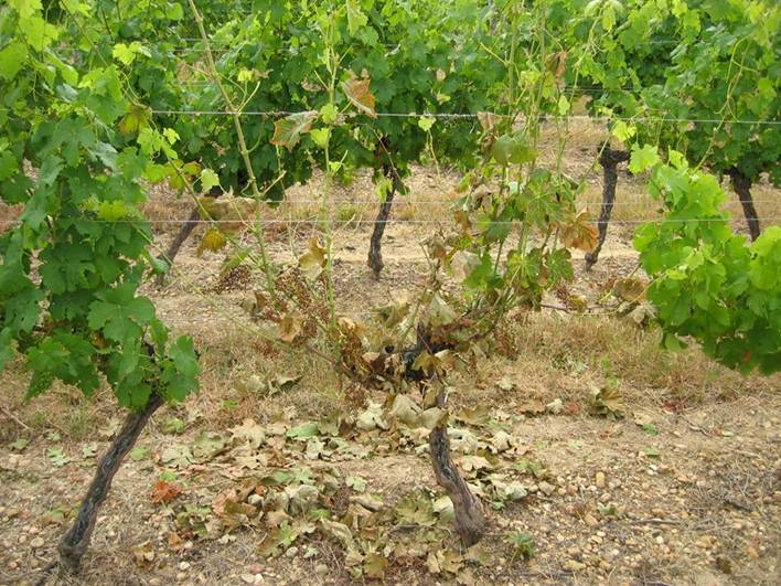 Abiotic and Biotic factor that may cause fruit abortion | SCRI Trunk ...